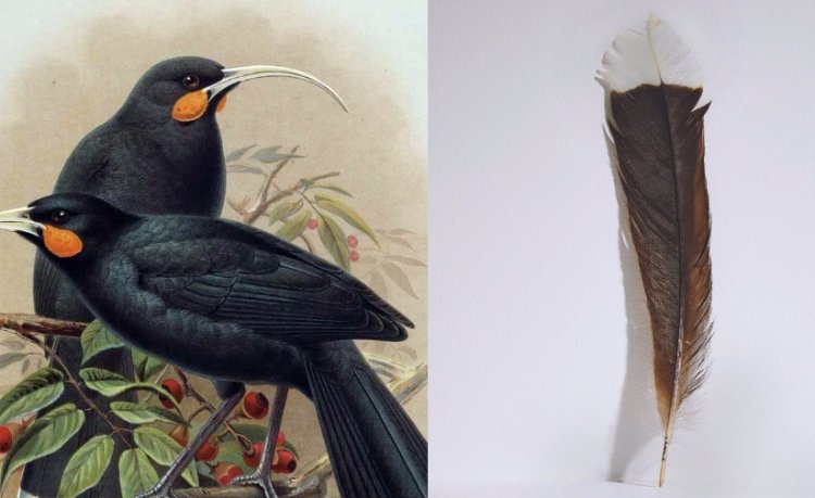 Ibaba ry'inyoni ryagurishijwe arenga miliyoni 37frw - Thechoicelive ...